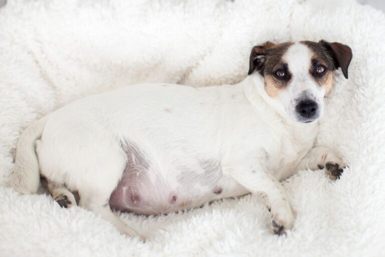 Cuánto dura el embarazo de un perro? Todo lo que debes saber - FloofyPaws